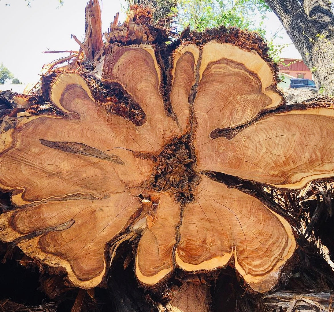 Home – Steel and Stone Blade Sharpening